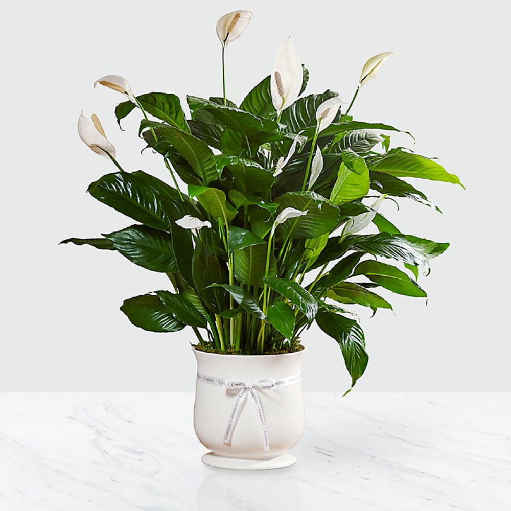 Sympathy Plants & Flowers - La paz Funeral Home Miami